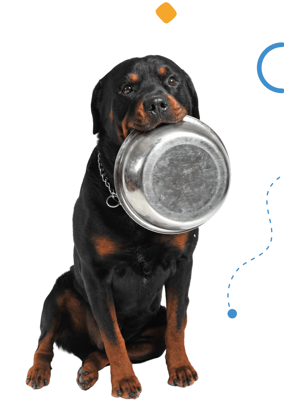 Test de Perrito Adulto Saludable Inicio - Happy Friends