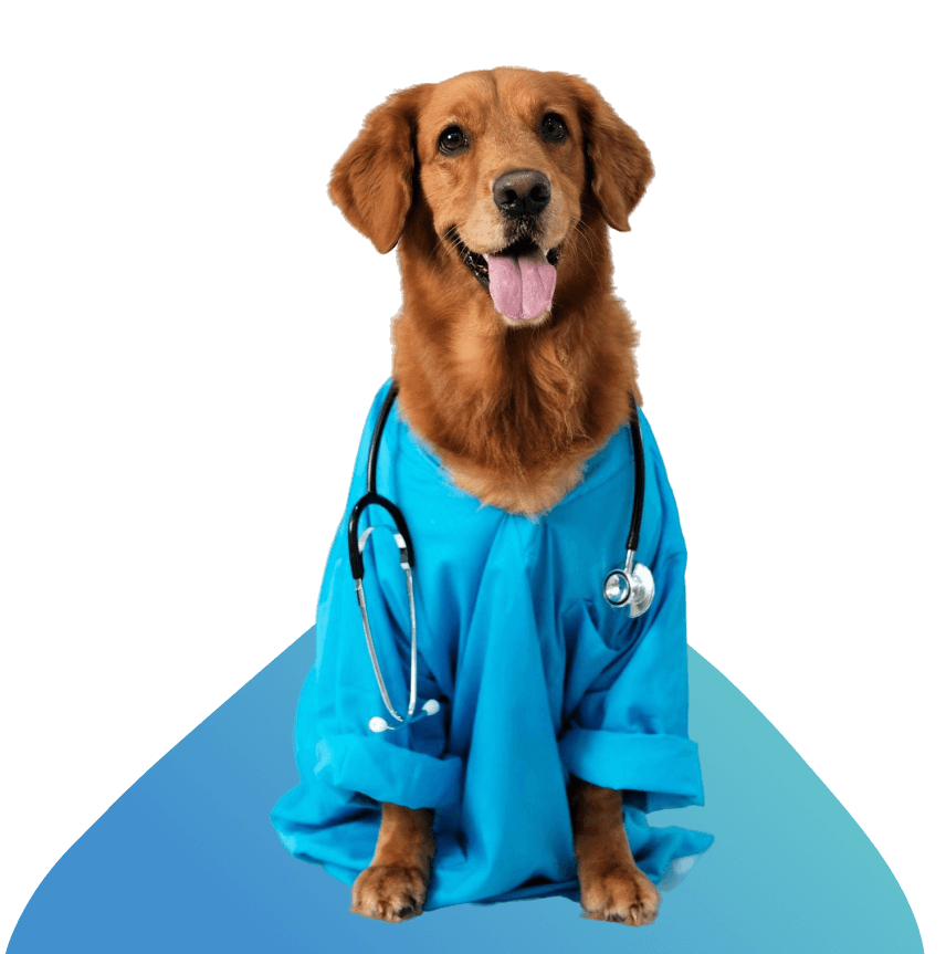 Test de Perrito Adulto Saludable - Happy Friends